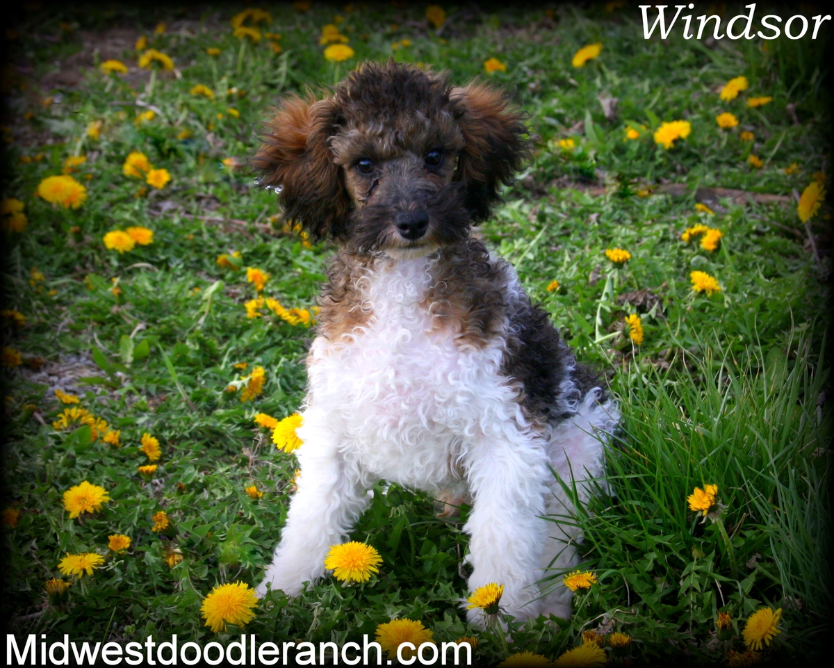 Windsor: Mini Parti Poodle