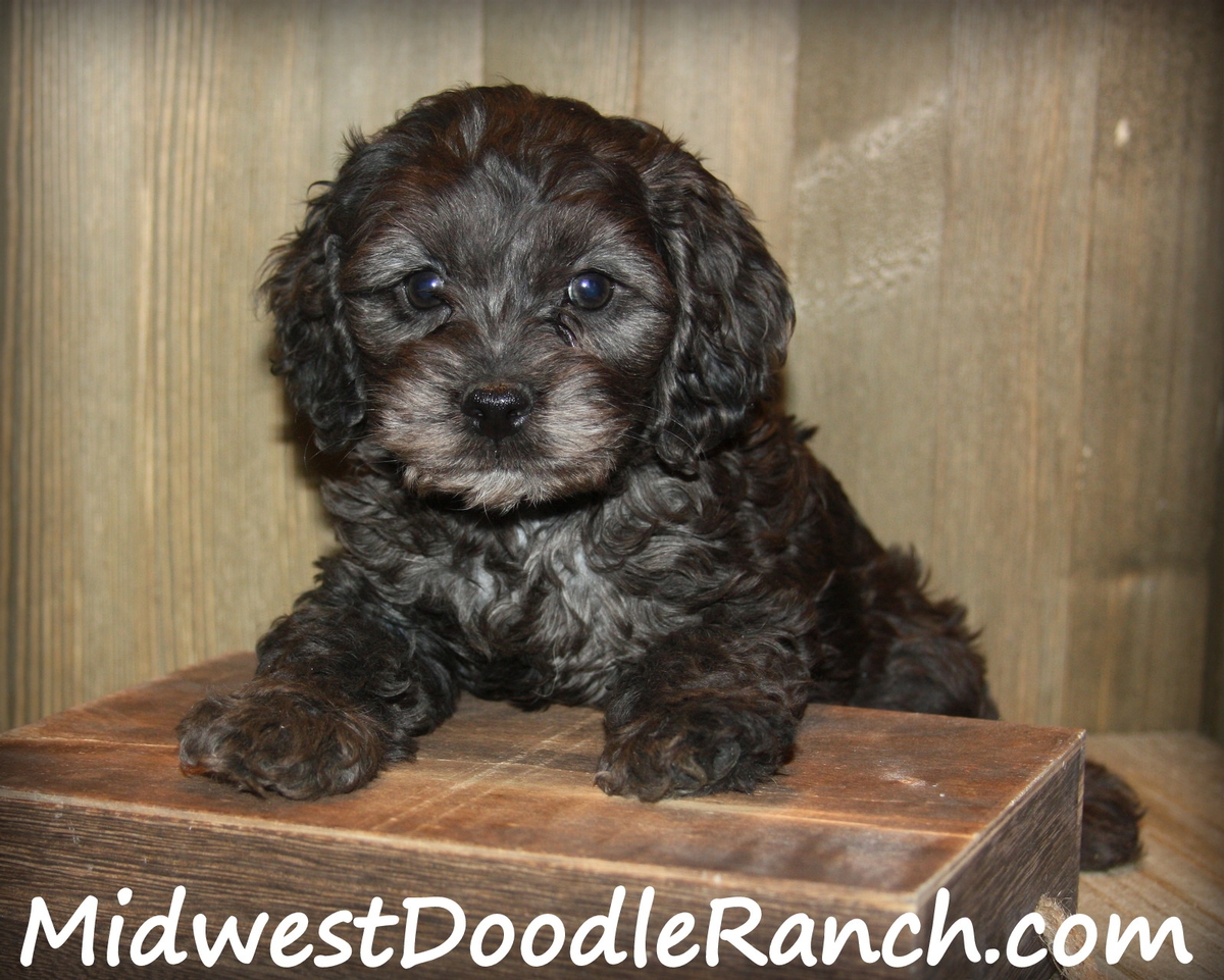 Midwest Doodle Ranch Past Cockapoo Puppies Photo Gallery