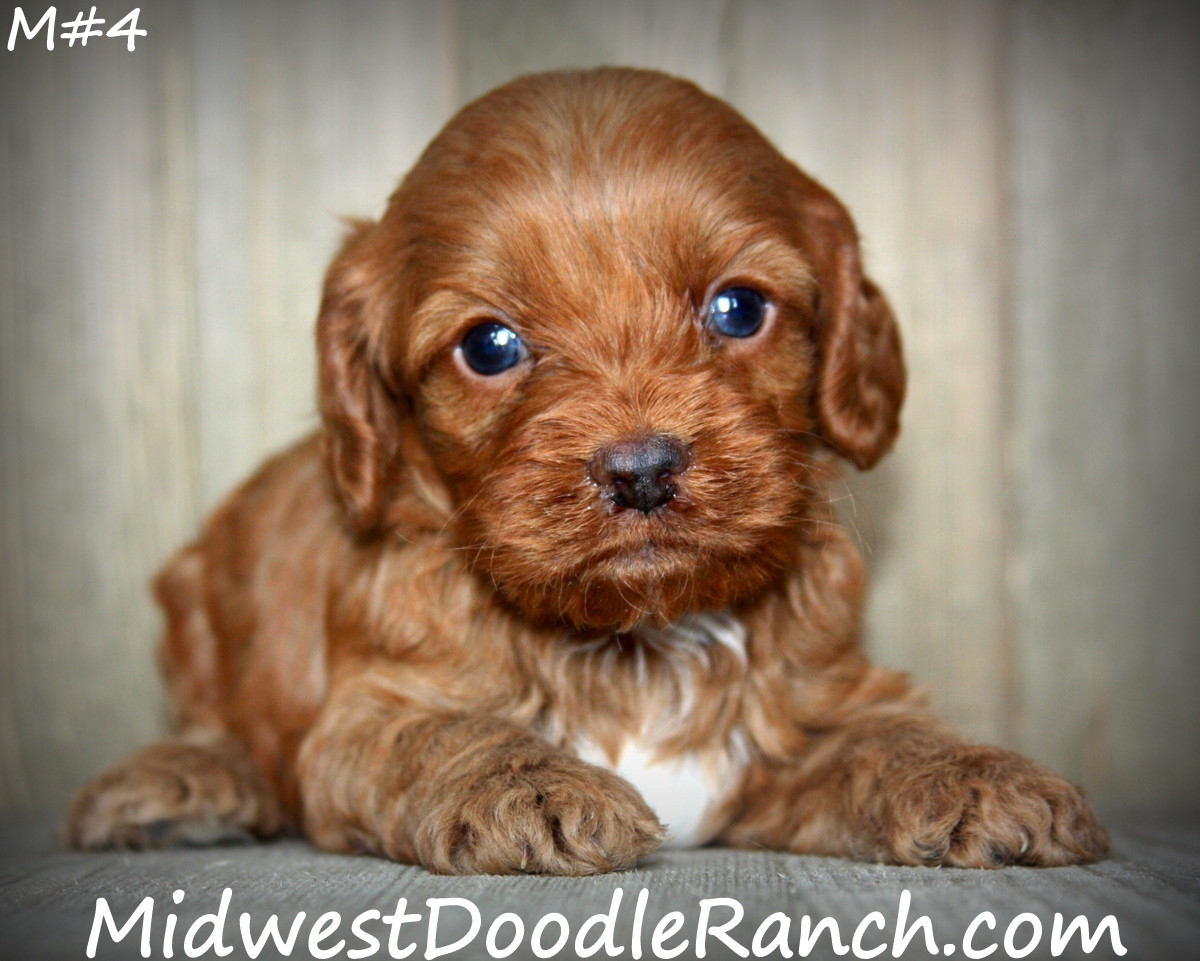 Midwest Doodle Ranch Past Cockapoo Puppies Photo Gallery