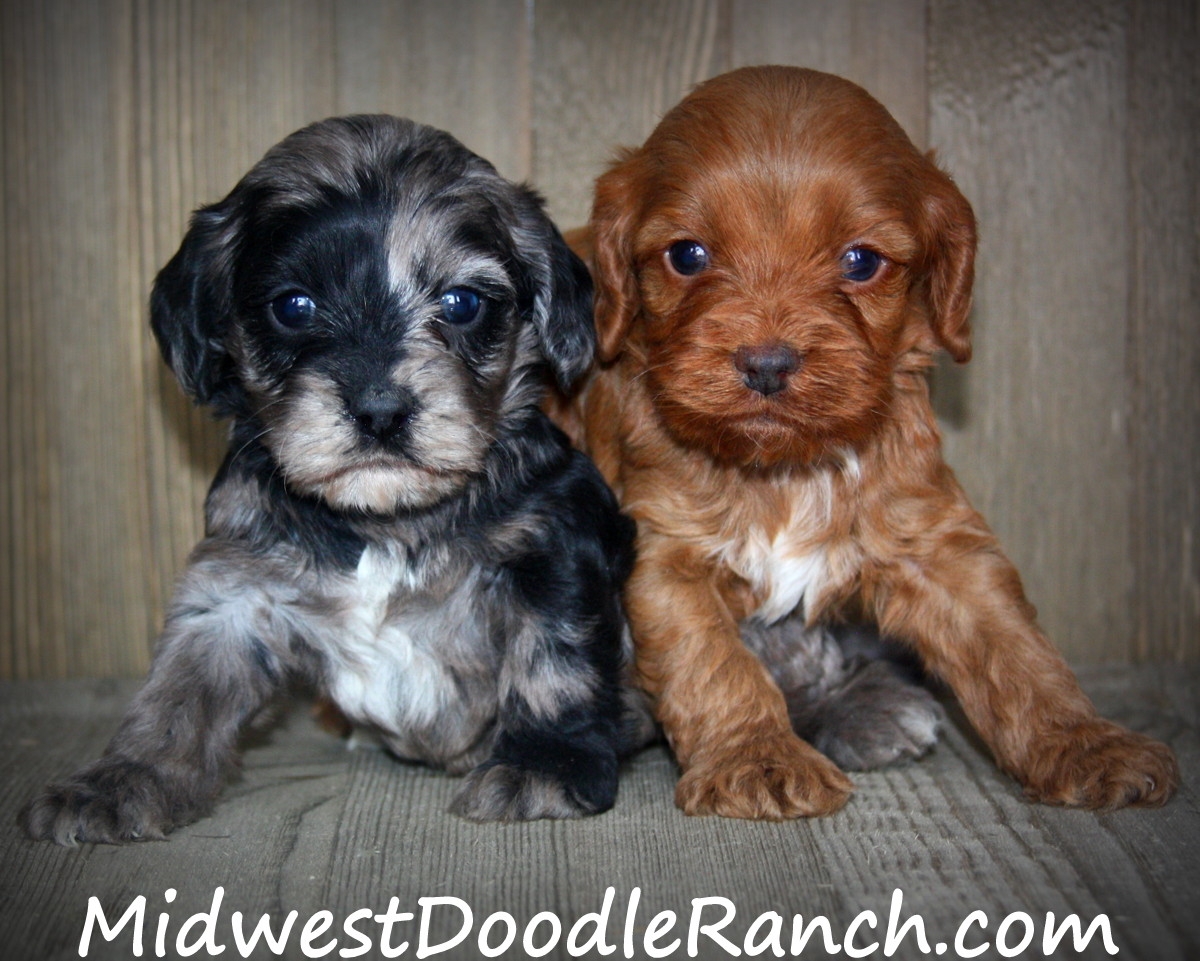 Midwest Doodle Ranch Past Cockapoo Puppies Photo Gallery