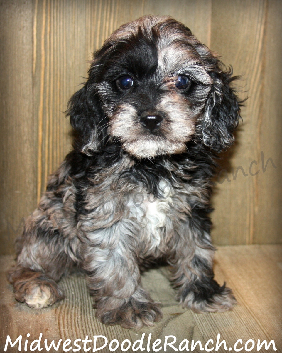 Midwest Doodle Ranch Past Cockapoo Puppies Photo Gallery
